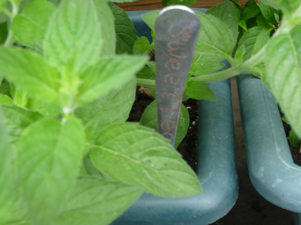 Mint Varieties | Thora's Blog