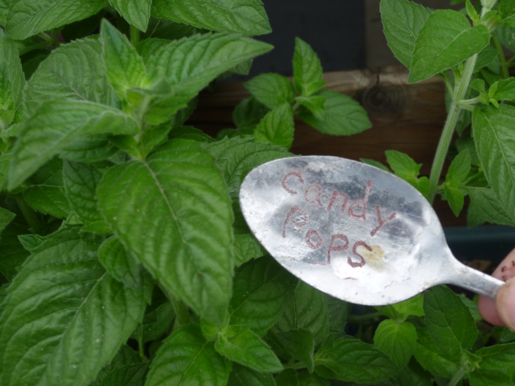 Mint Varieties | Thora's Blog