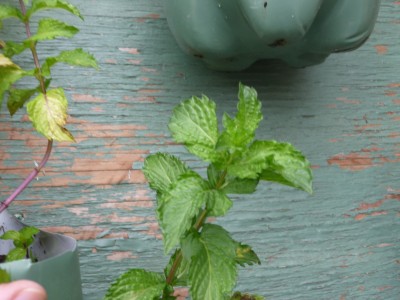 Mint Varieties | Thora's Blog