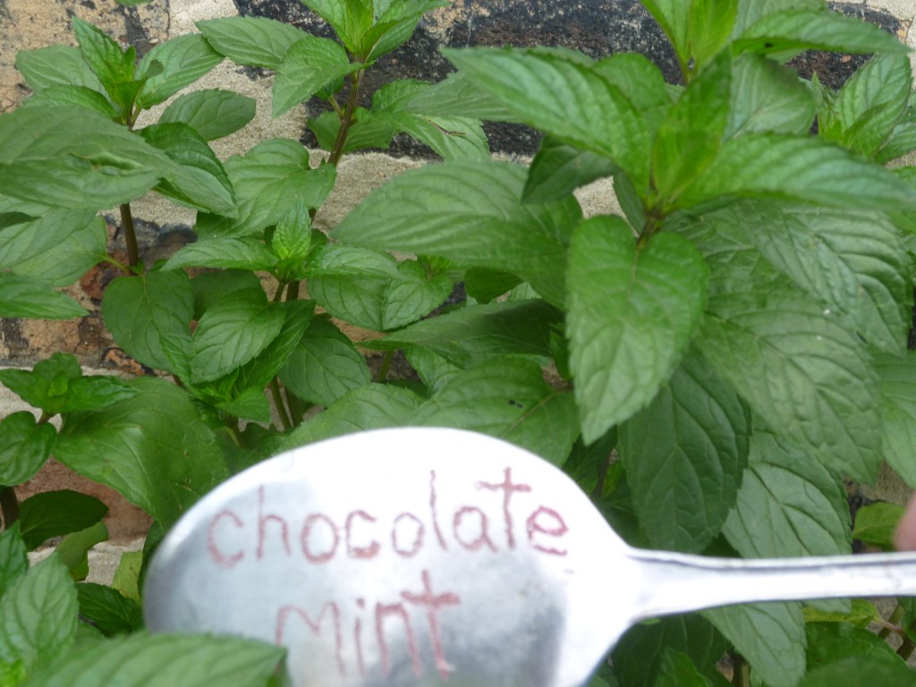 Mint Varieties | Thora's Blog