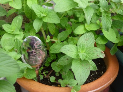 Wintergreen Mint | Thora's Blog