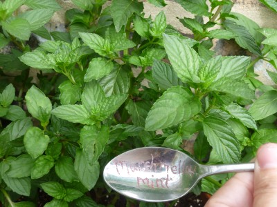 Mint Varieties | Thora's Blog